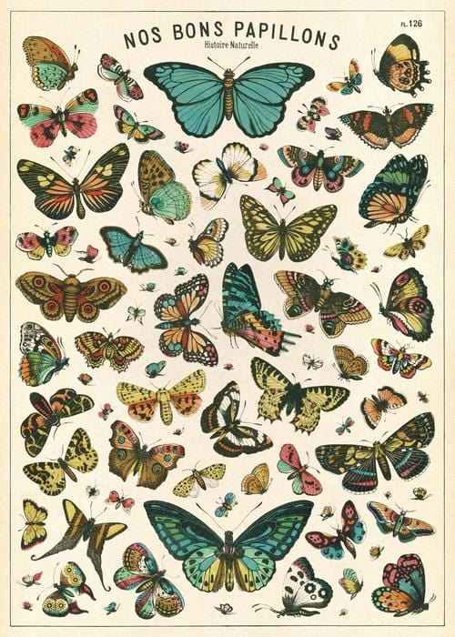 Butterfly Chart: 20x28 – Sketch & Press